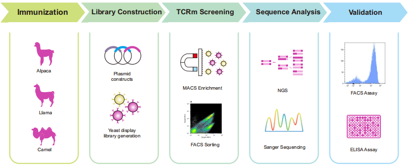 TCRm纳米抗体发现服务 - - 阿帕克生物-助力纳米抗体研发
